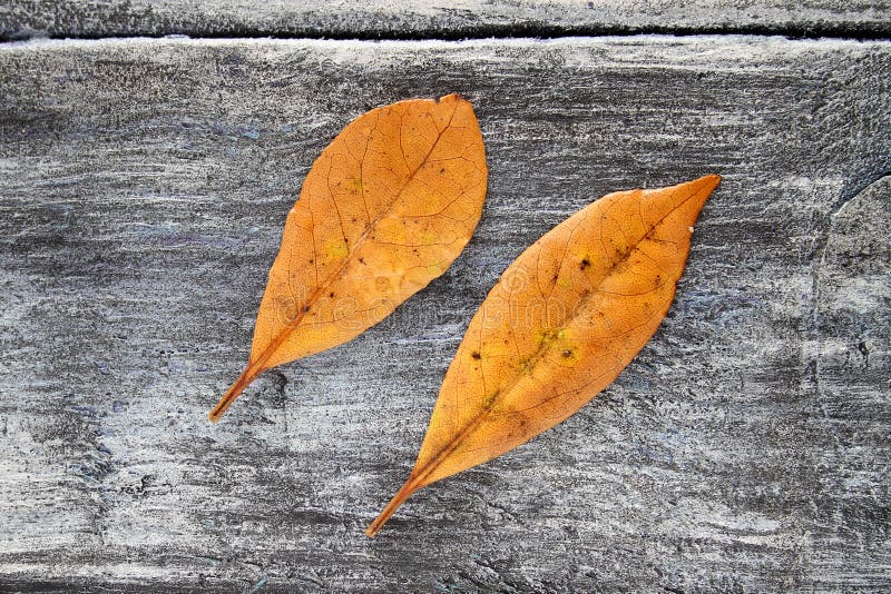 Autumn Laurel Leaves Background Stock Image - Image of september, close ...