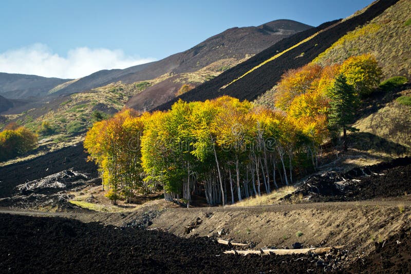 Autumn between the lava stock photo. Image of lava, nature - 93099738
