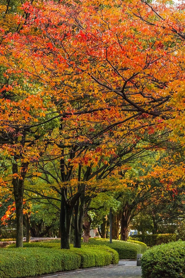 Autumn Laves at Hiroshima Central Park in Japan Stock Image - Image of ...