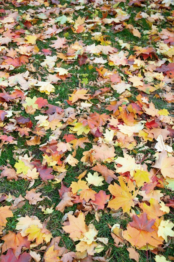 Autumn lawn stock image. Image of fall, lawn, green, plant - 26731879
