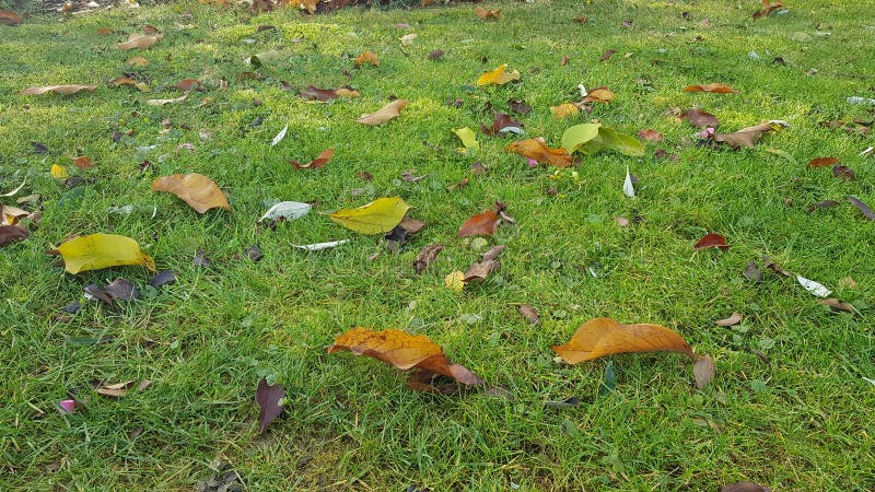 Autumn lawn stock image. Image of sward, lawn, fall - 132283089