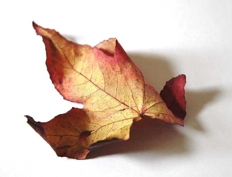 Autumn Leaf stock image. Image of leaf, crisp, autumn, dead - 127417
