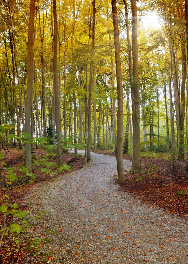 Path in forest, Ireland stock photo. Image of autumn - 18502508