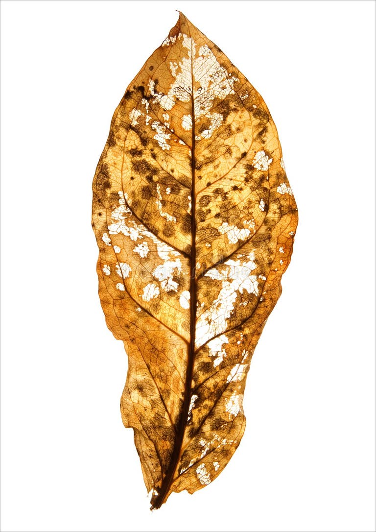 4,190 Decaying Leaf Stock Photos - Free & Royalty-Free Stock Photos ...