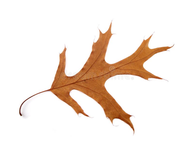 Autumn Leaf stock photo. Image of leaf, fallen, stem - 22796952