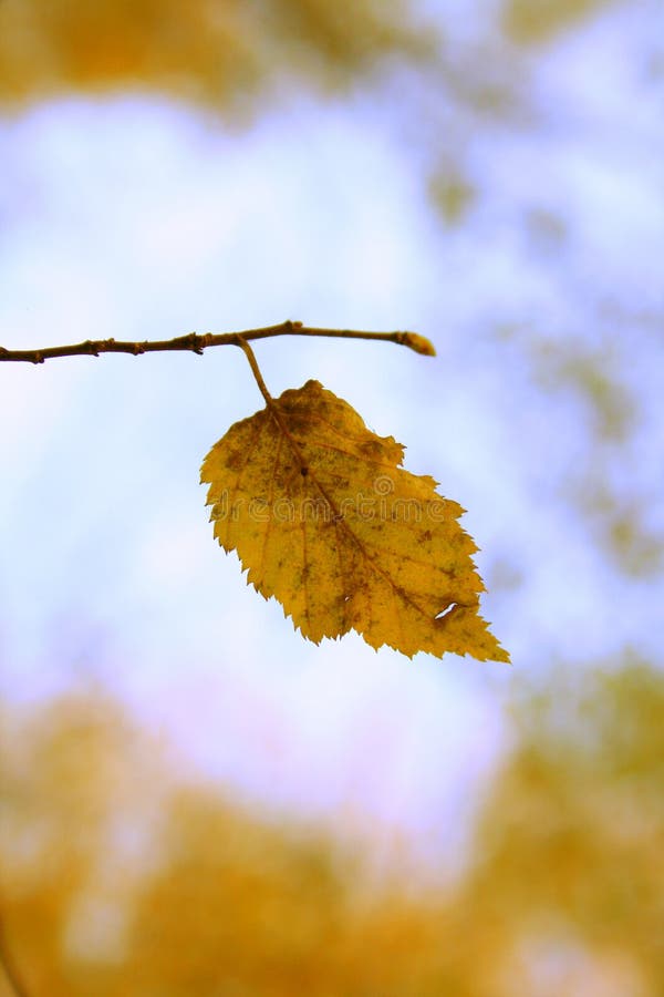 Autumn forest ceiling stock photo. Image of leaf, camera - 10966398
