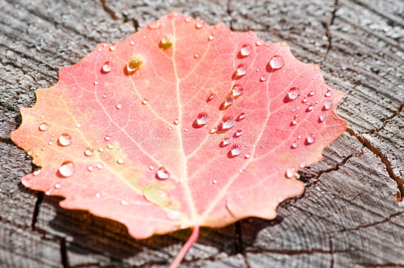 Autumn leaf stock photo. Image of texture, fresh, botanical - 6621862