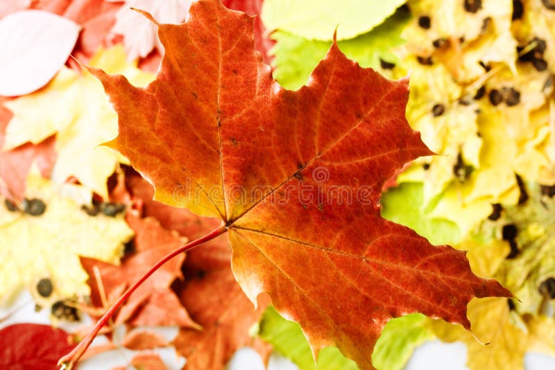 Autumn Leaf stock photo. Image of leaf, background, maple - 7373342