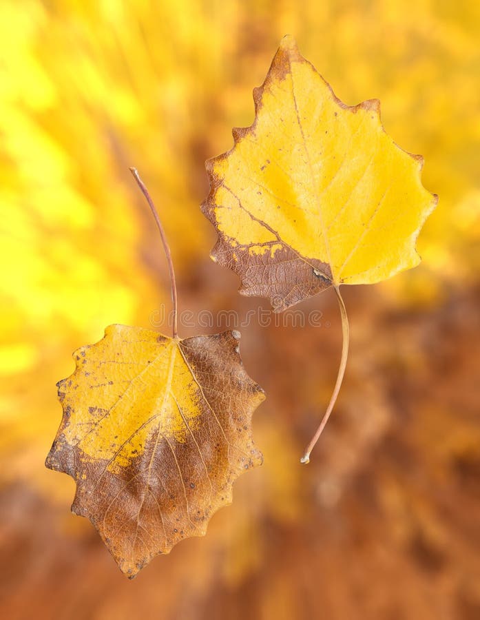 Autumn Leaf on Abstract Background Stock Photo - Image of nature ...
