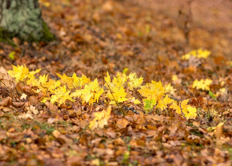 Autumn Leaf Background, Earth Texture in Autumn, Suitable for ...