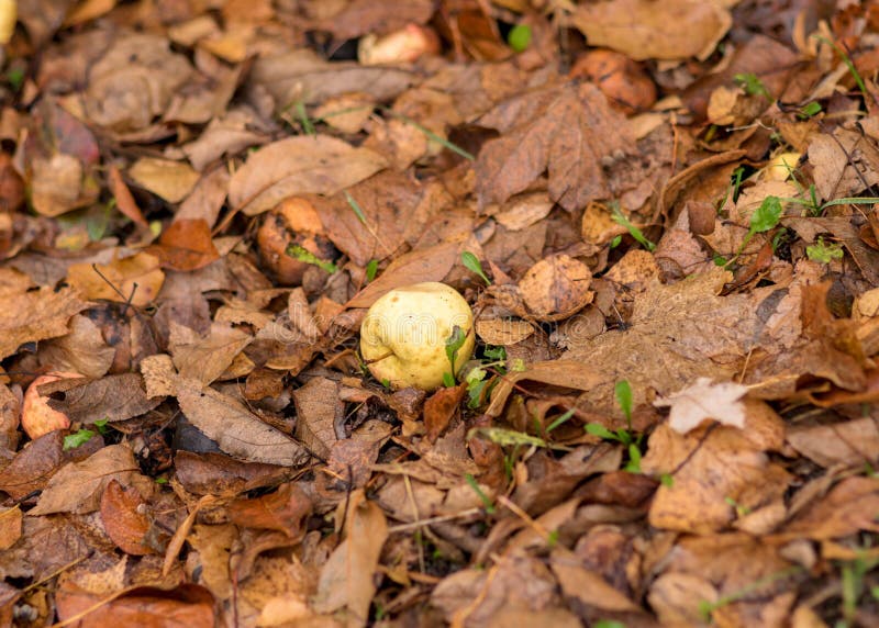 Autumn Leaf Background, Earth Texture in Autumn, Suitable for ...