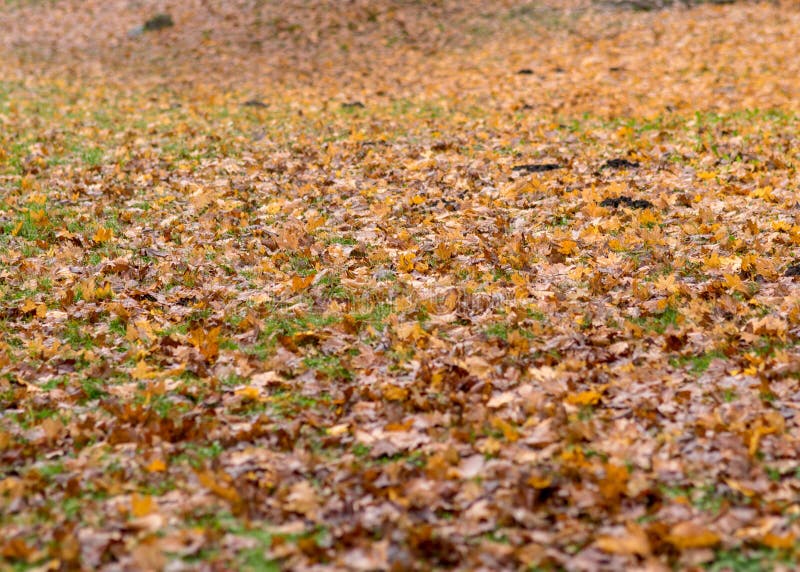 Autumn Leaf Background, Earth Texture in Autumn, Suitable for ...