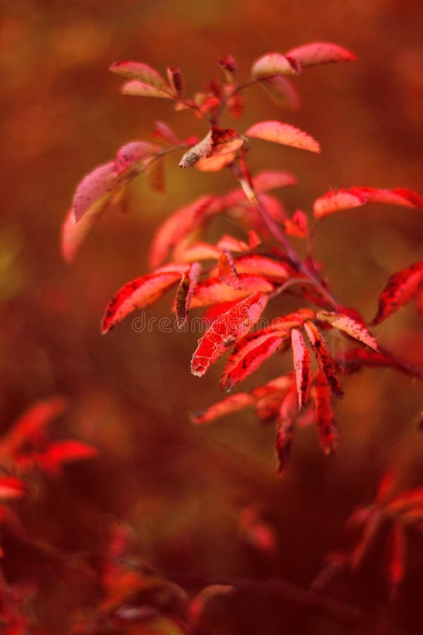 Autumn Leaf, Background Texture of Red Leaves Autumn Leaf Background ...