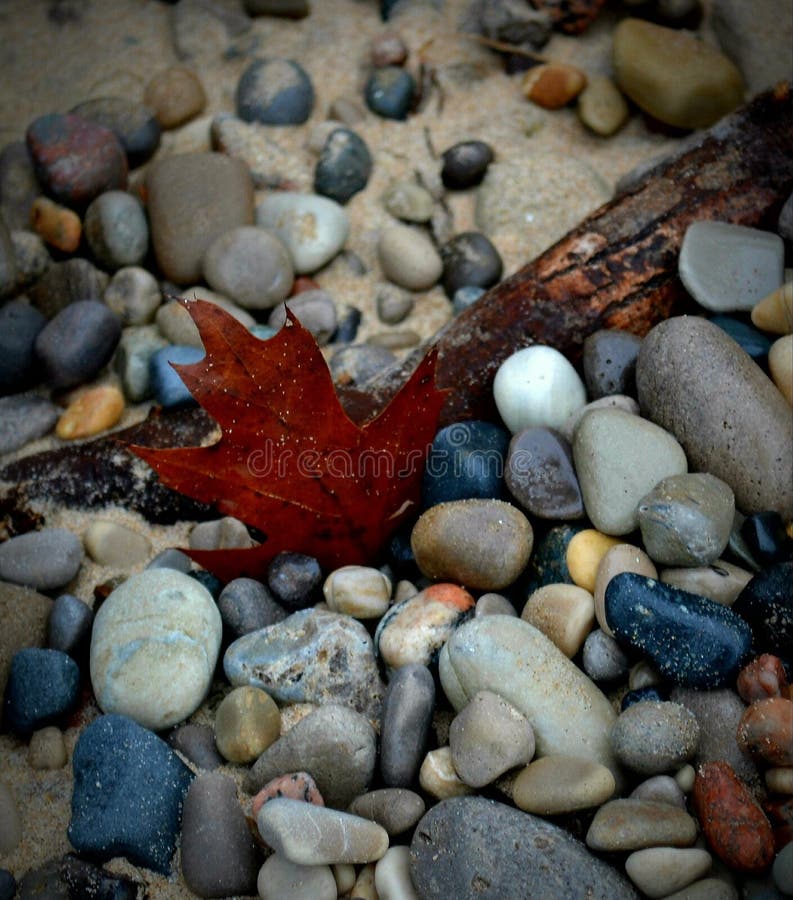 Autumn Leaf on the Beach stock photo. Image of macro - 112317862