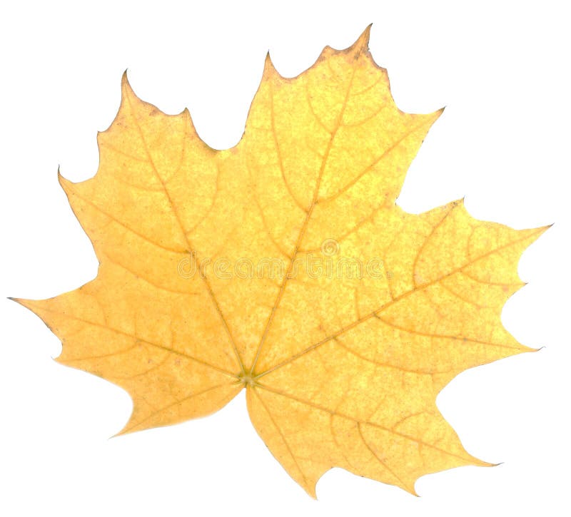 Yellow Autumn Leaf Isolated on White Background Stock Photo - Image of ...