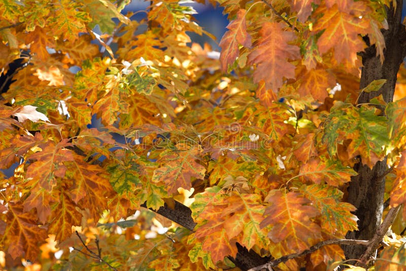 Autumn leaf stock image. Image of fall, woodland, natural - 34031947