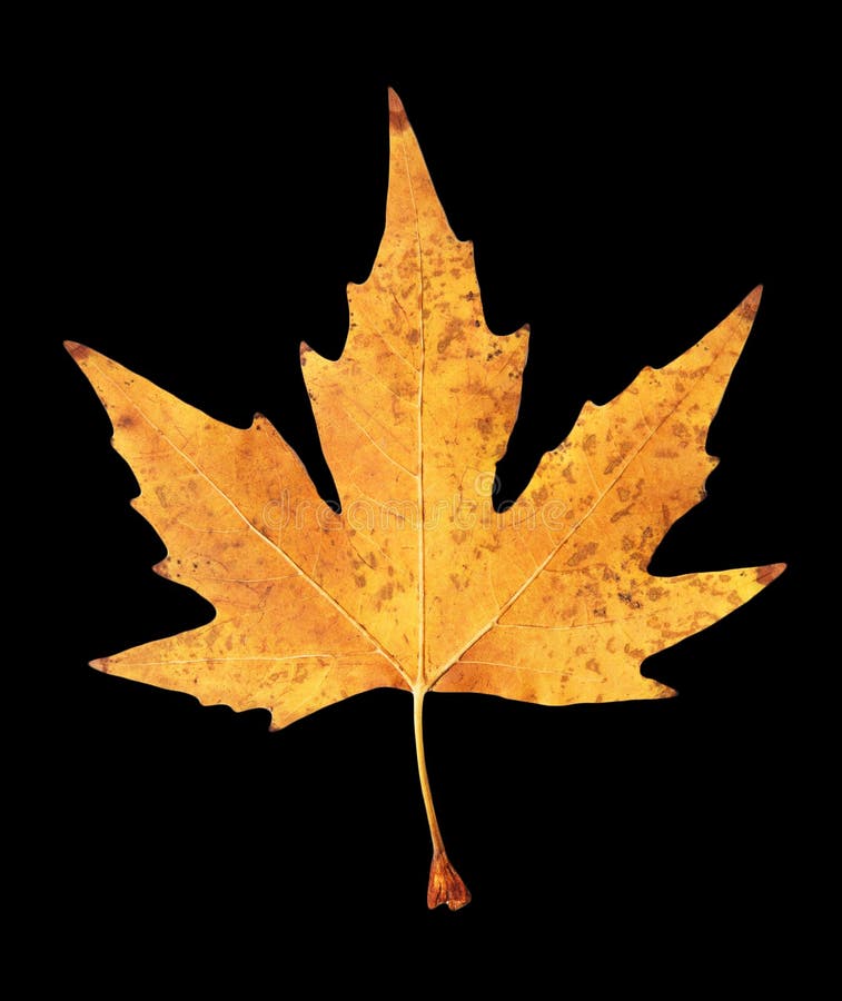 Autumn Leaf on a Black Background Stock Image - Image of colourful ...