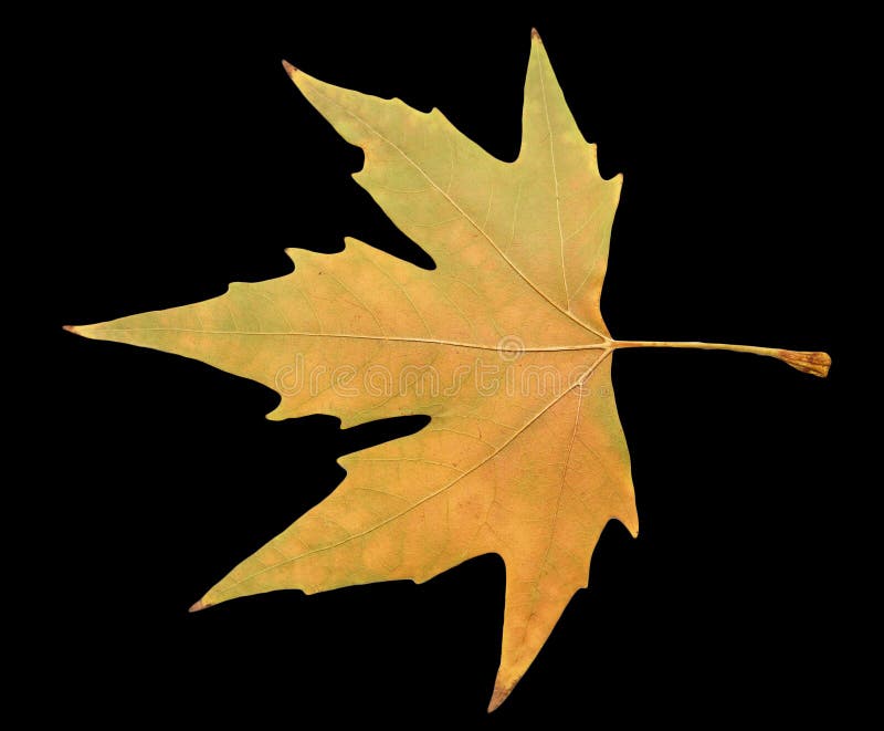 Autumn Leaf on a Black Background Stock Photo - Image of black, bright ...