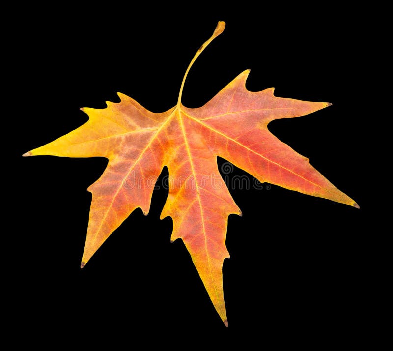 Autumn Leaf on a Black Background Stock Image - Image of closeup ...