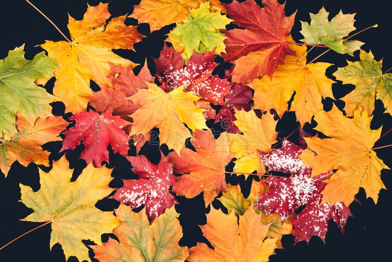 Autumn Leaf on Black Background Stock Image - Image of brown, nature ...