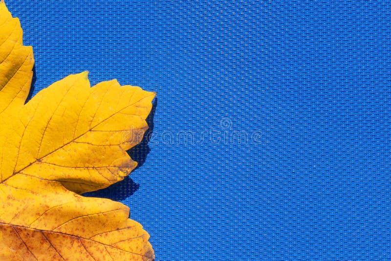 Autumn Leaf on the Blue, Turquoise Background Stock Image - Image of ...