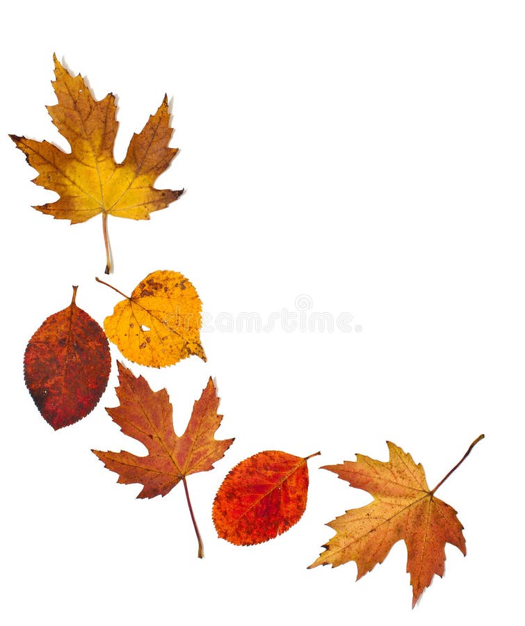 Single Maple Leaf Changing Fall Color 2 Stock Image - Image of green ...