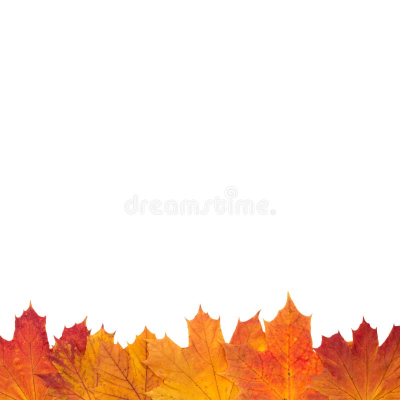 Autumn leaf border stock image. Image of closeup, foliage - 35118497