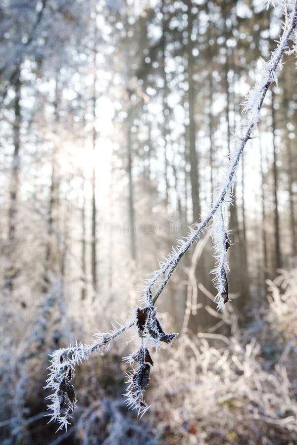 Autumn Leaf on a Branch in Frost Needles. Morning Frost Stock Image ...