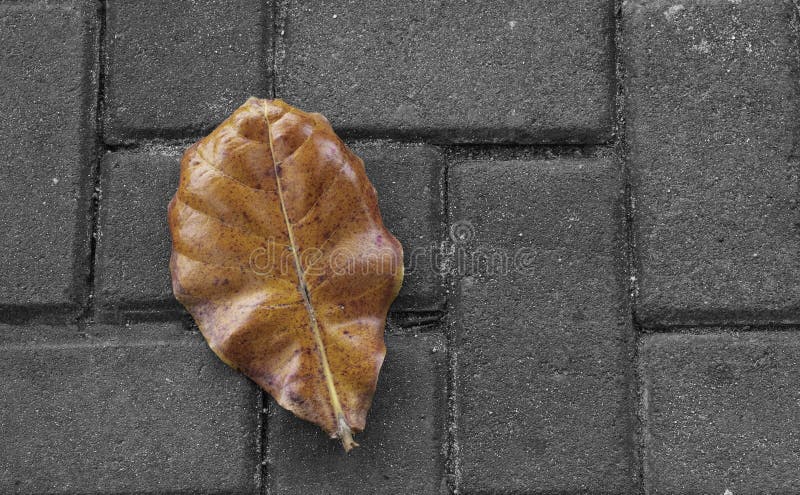 Autumn Leaf on Brick Pavement Background Texture Stock Photo - Image of ...