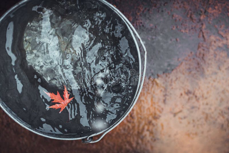 Autumn Leaf in the Bucket Full of Water. Stock Photo - Image of rain ...