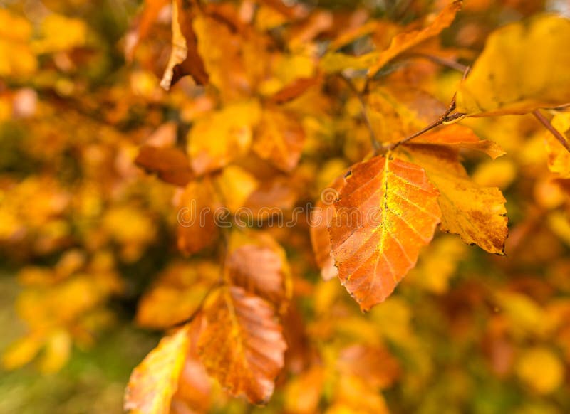 Autumn Leaf stock image. Image of leaf, bush, foliage - 79698243