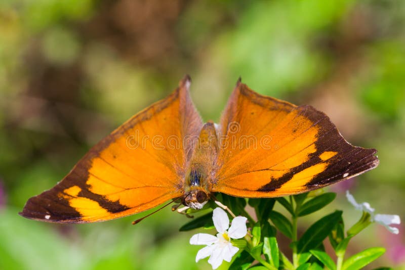The Autumn Leaf butterfly stock photo. Image of blue - 30193358