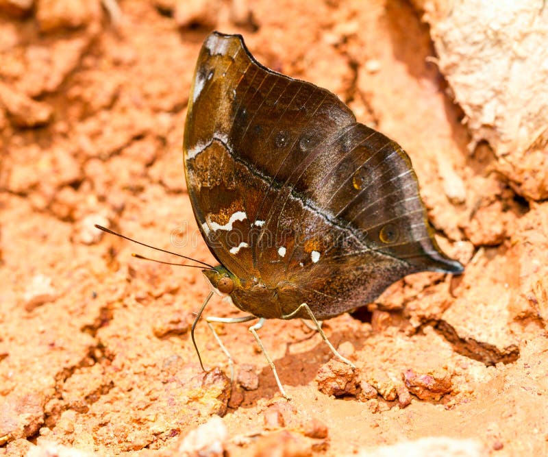 The autumn leaf butterfly stock image. Image of doleschallia - 40312791