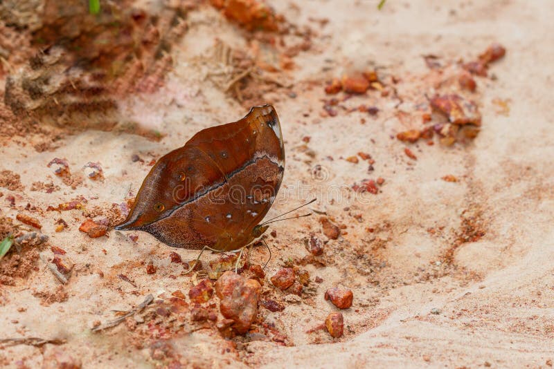The autumn leaf butterfly stock image. Image of black - 40377585