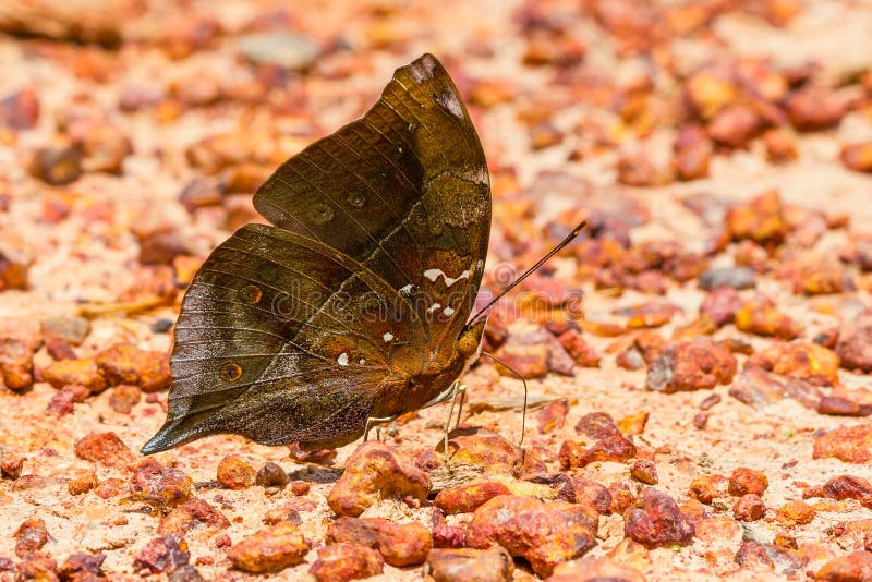 The autumn leaf butterfly stock photo. Image of sucking - 40377600