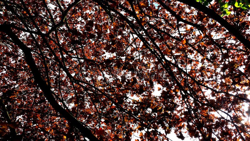 Autumn leaf ceiling stock photo. Image of orange, forest - 133897900