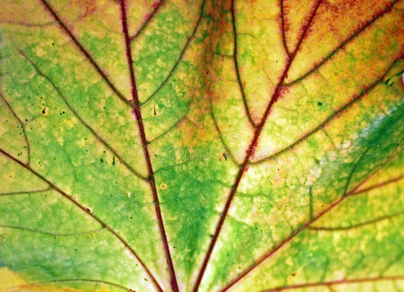 Autumn Leaf Changing Colors Stock Photo - Image of colors, autumn: 61103028