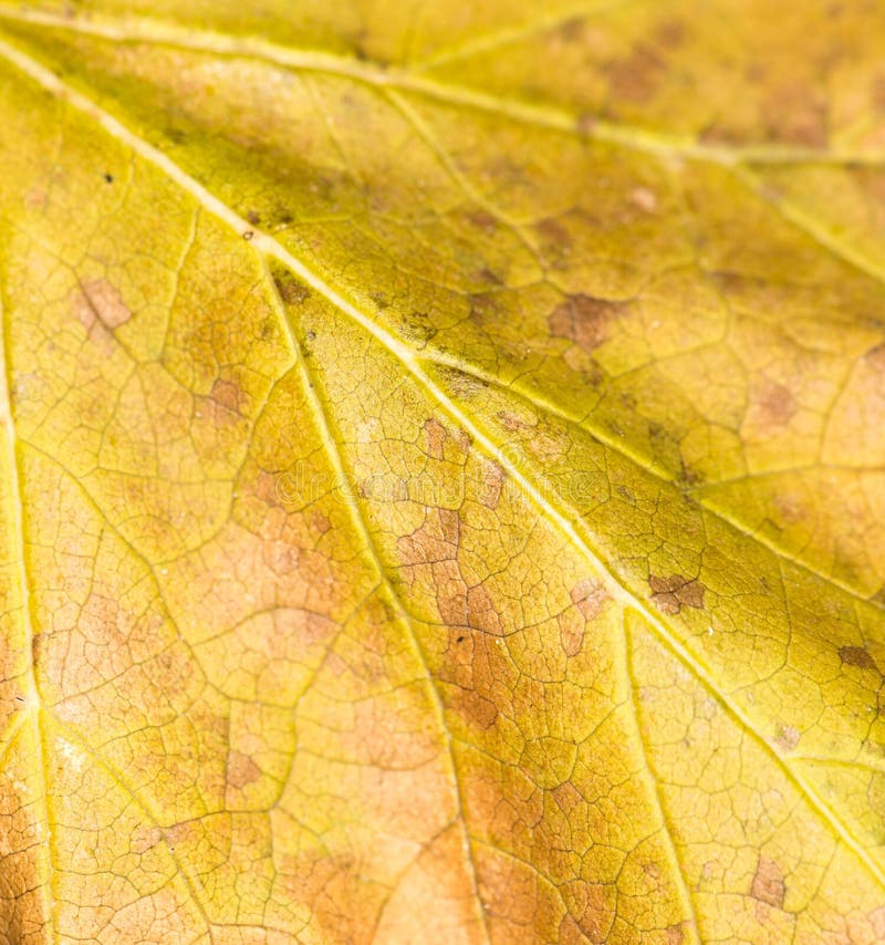 Autumn leaf. close-up stock image. Image of climate - 101451923