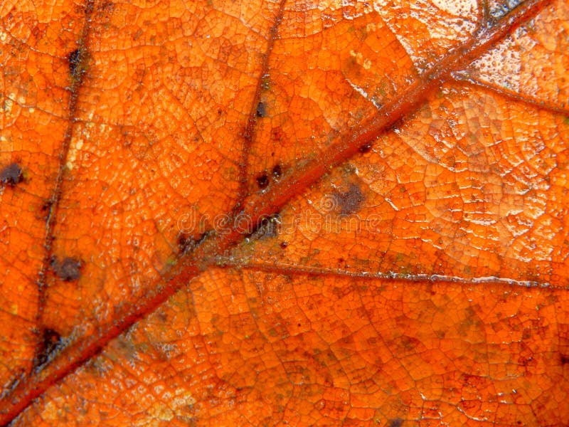 Autumn Leaf Close-up stock image. Image of close, botany - 80809245