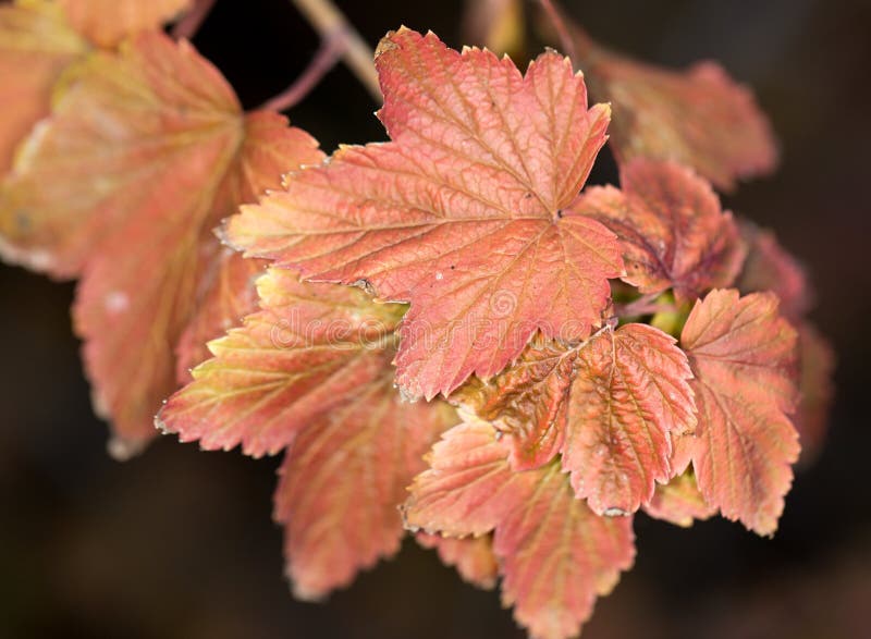 Autumn leaf. close-up stock photo. Image of dead, color - 101455480