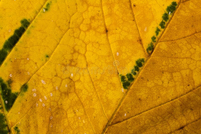Autumn Leaf Close-up. Rich Color Background Stock Image - Image of ...