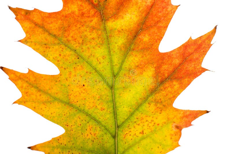 Autumn leaf close-up stock photo. Image of canada, object - 46918462