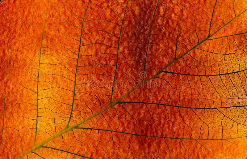 Autumn leaf closeup stock photo. Image of fall, detail - 21849022