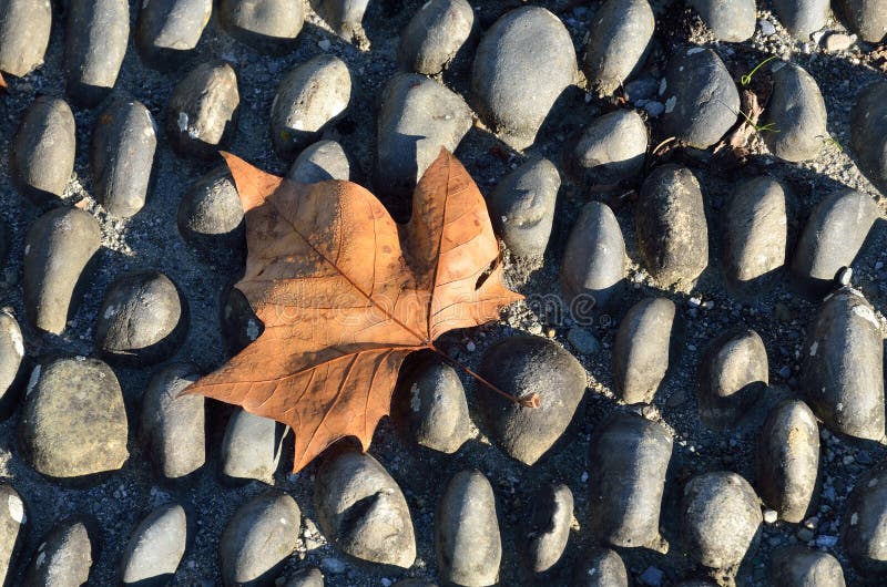 Autumn Leaf on the Cobble Pavement Stock Image - Image of ancient ...