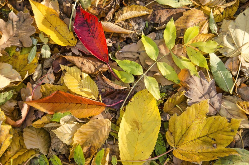 Autumn leaf collage stock photo. Image of season, holland - 133379952