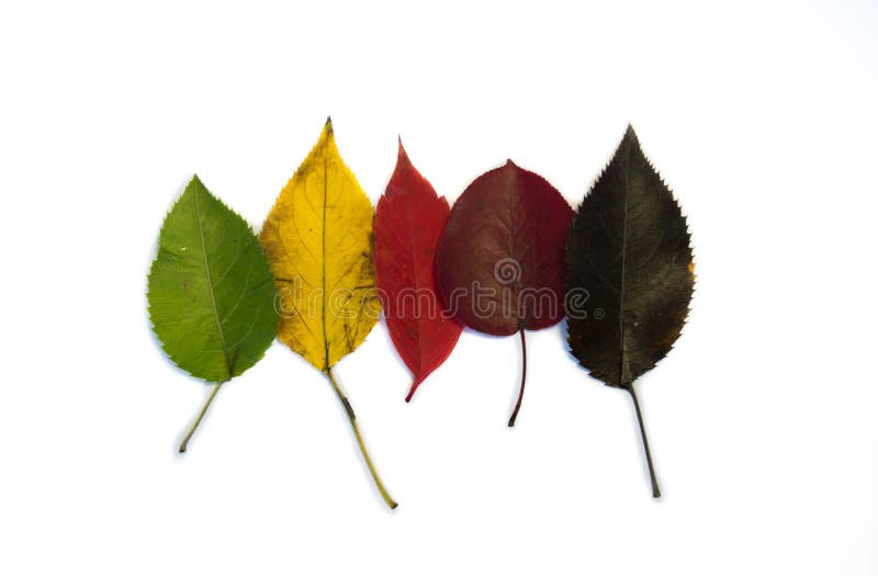 German Flag Leaf. Deutsch Flahnenblatt Stock Image - Image of ...