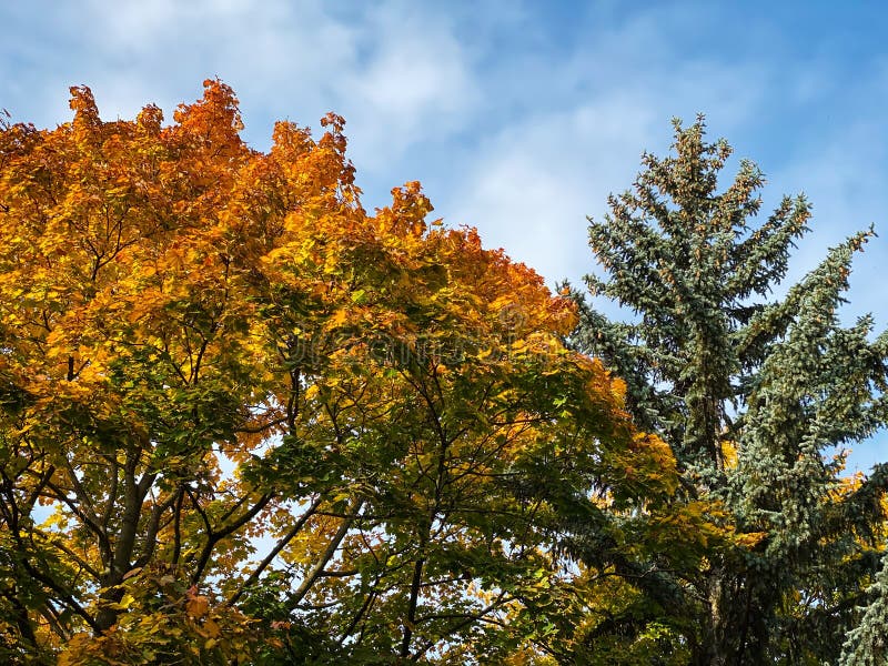 Autumn Leaf Colors stock image. Image of people, landscape - 162473473