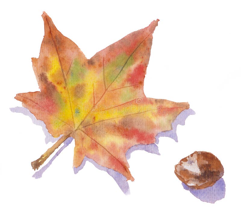 Conker Stock Illustrations – 595 Conker Stock Illustrations, Vectors ...