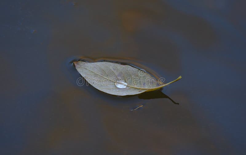 An Autumn Leaf with a Drop of Water Floats in Dark Water Stock Image ...