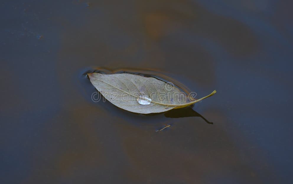 An Autumn Leaf with a Drop of Water Floats in Dark Water Stock Image - Image of fallen, autumn ...